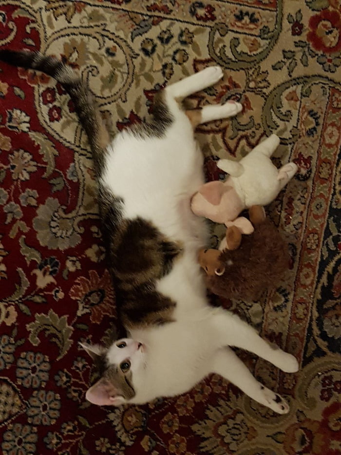 I got her castrated last week. She still didn't give up her dream of becoming a mum :/ - 9GAG