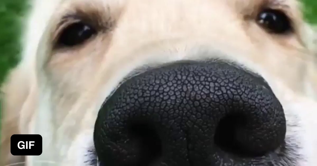 What’s up, dawg? - 9GAG