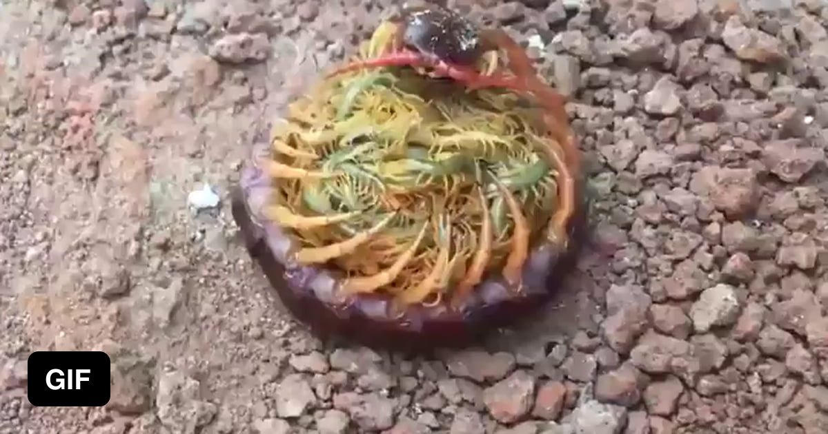 Centipede mothers are basically a real-life zerg spawning pool from ...