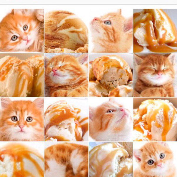 Cat or cream? - 9GAG