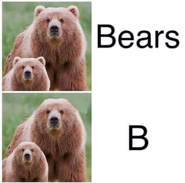 Bears - 9GAG