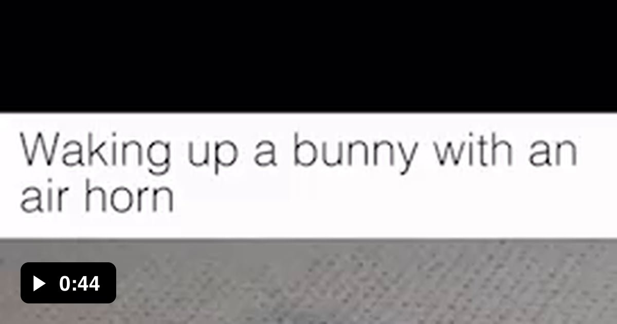 Poor bunny - 9GAG