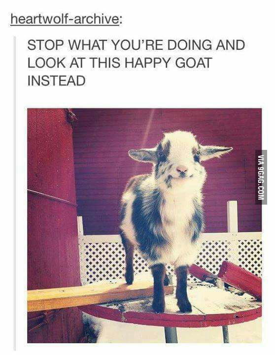 Goats are love, goats are life - 9GAG