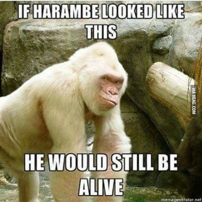 White Harambe - 9GAG