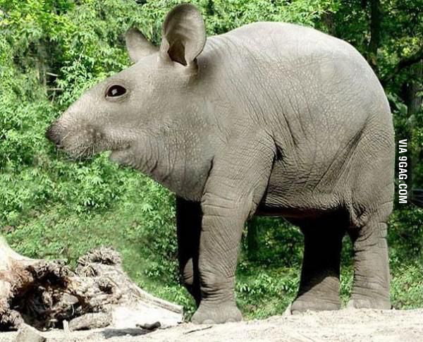 Googled "non existent animals" and it didn't disapoint me - 9GAG