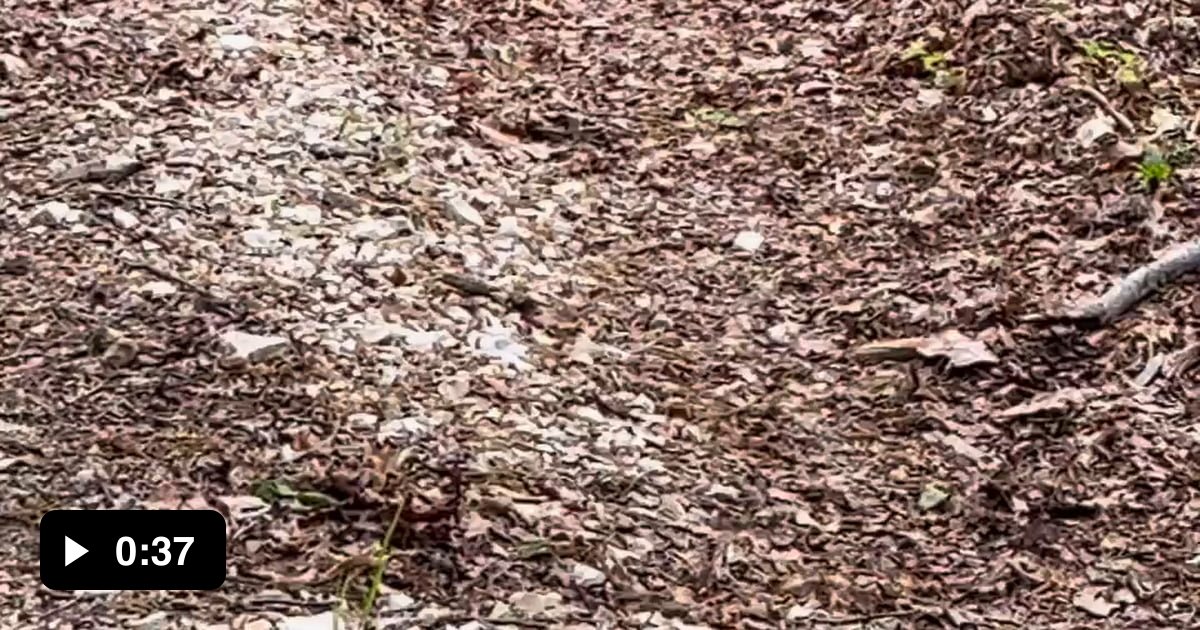 That therebgood Boi is a real tick-magnet - 9GAG