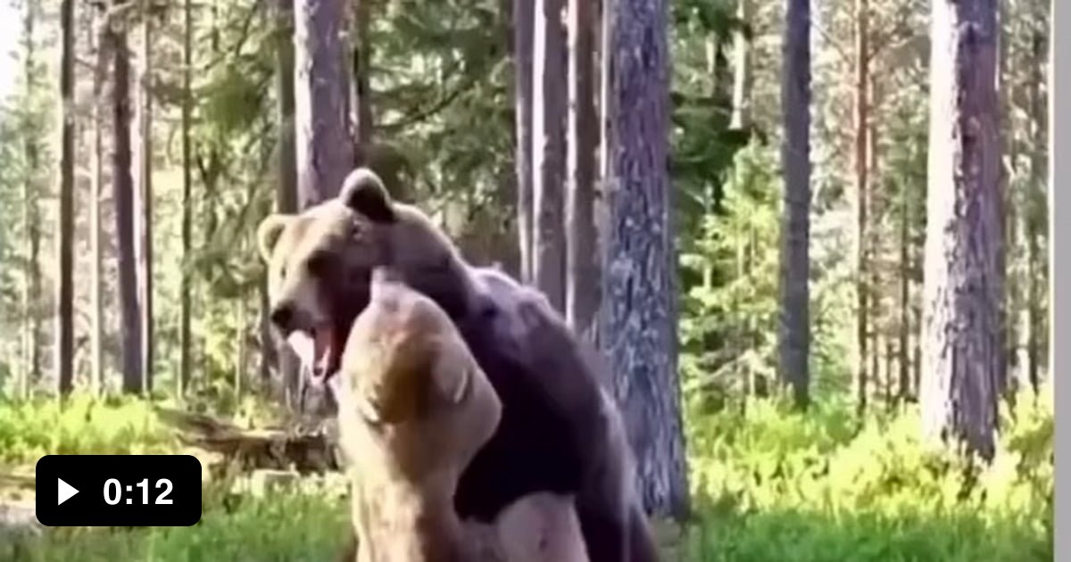 Two bears fighting... - 9GAG