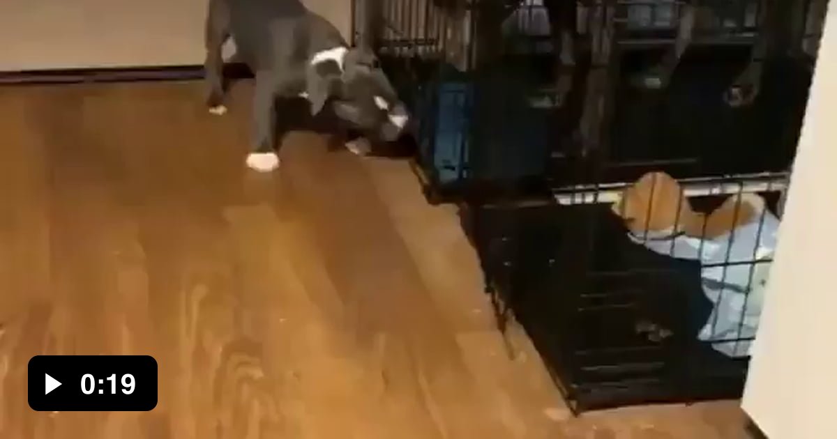 Who let them dogs out - 9GAG