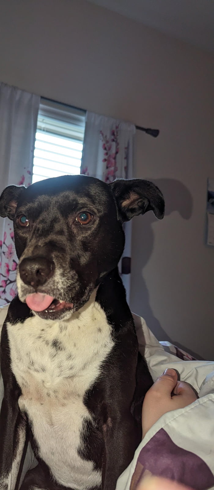 Dog.exe has stopped responding. - 9GAG