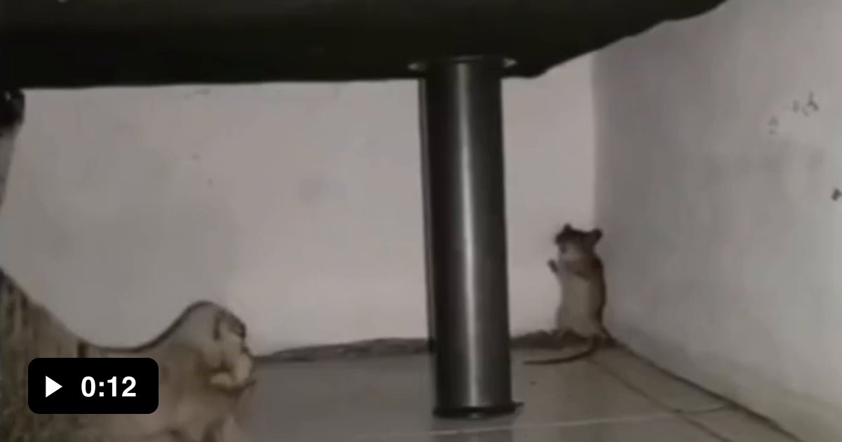 Bro got so scared - 9GAG