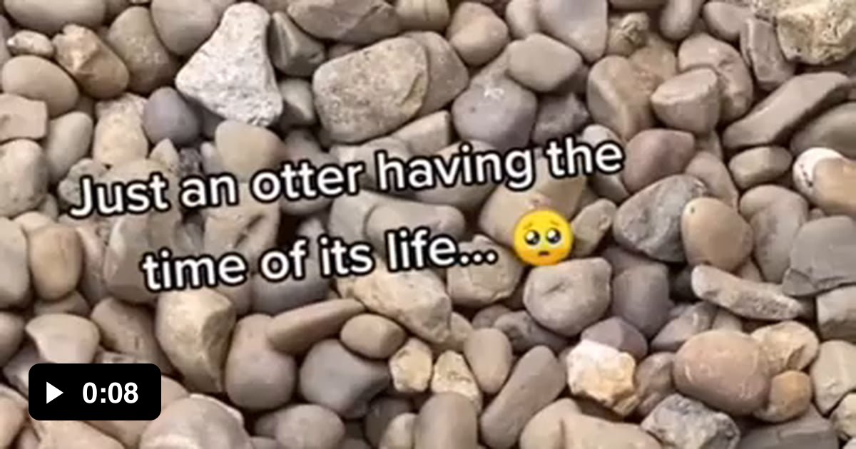 Otter playing with its favourite rock - 9GAG