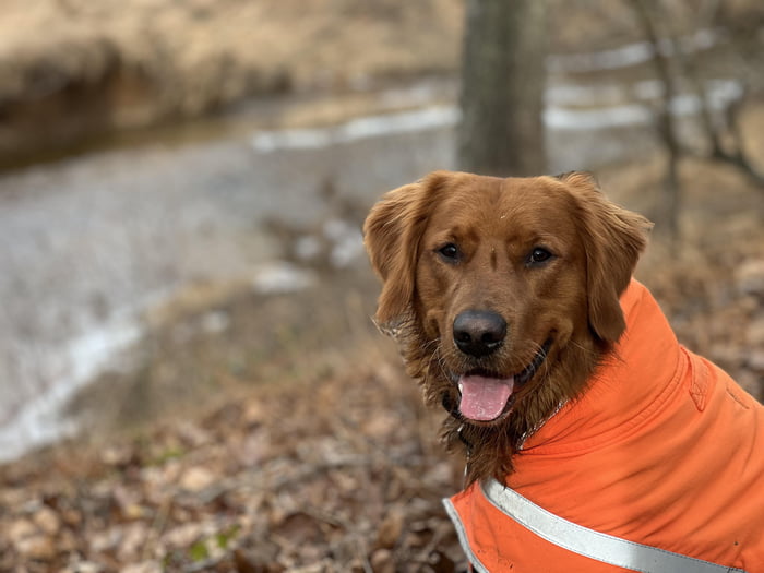 Part time ALS helping hands dog, out for a day in the woods - 9GAG
