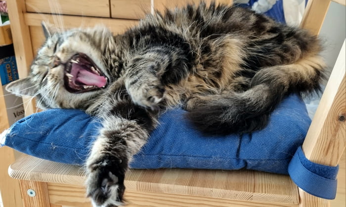 Post your pet here! - 9GAG