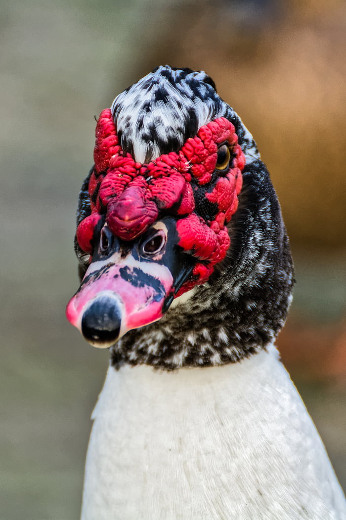 Just a duck disguised as a wolf! - 9GAG