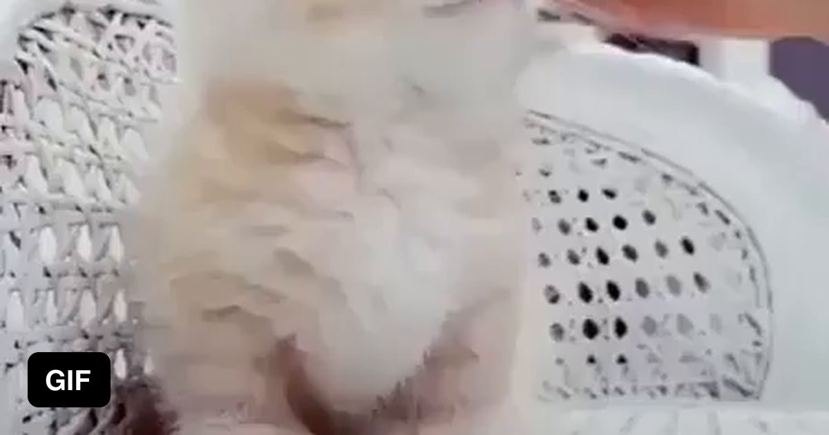 Smol fluff ball gets scratchies - 9GAG