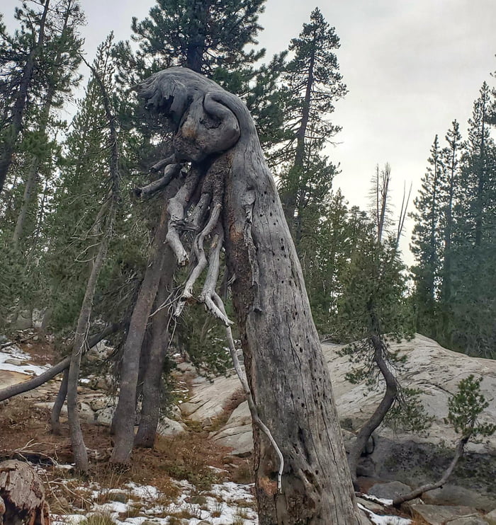 Twisted tree - 9GAG