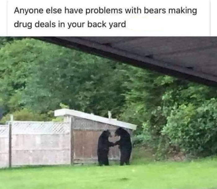 It Becomes The Bear (Bare) Necessities From There On. - 9GAG