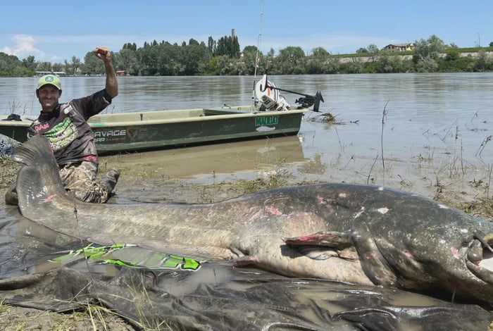 A Catfish that Measrued over 9-foot-long (2.74cm) catfish caught in ...
