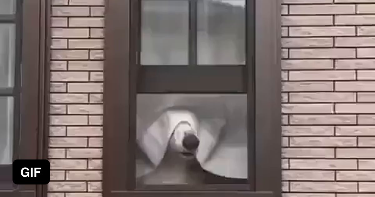 Let Me Sniff It For You 9gag