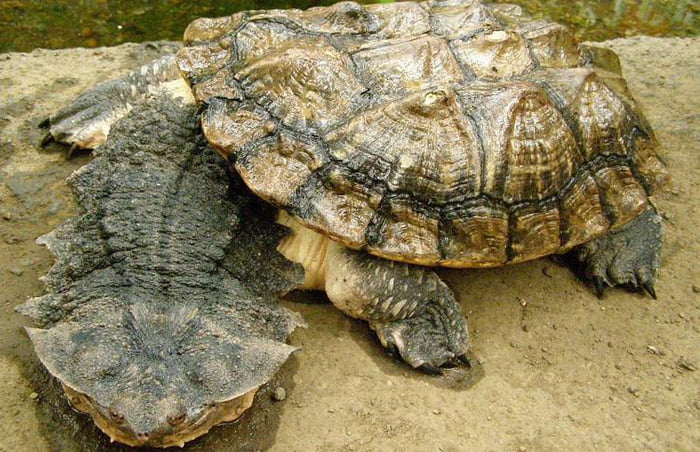 The Mata Mata Turtle. - 9GAG