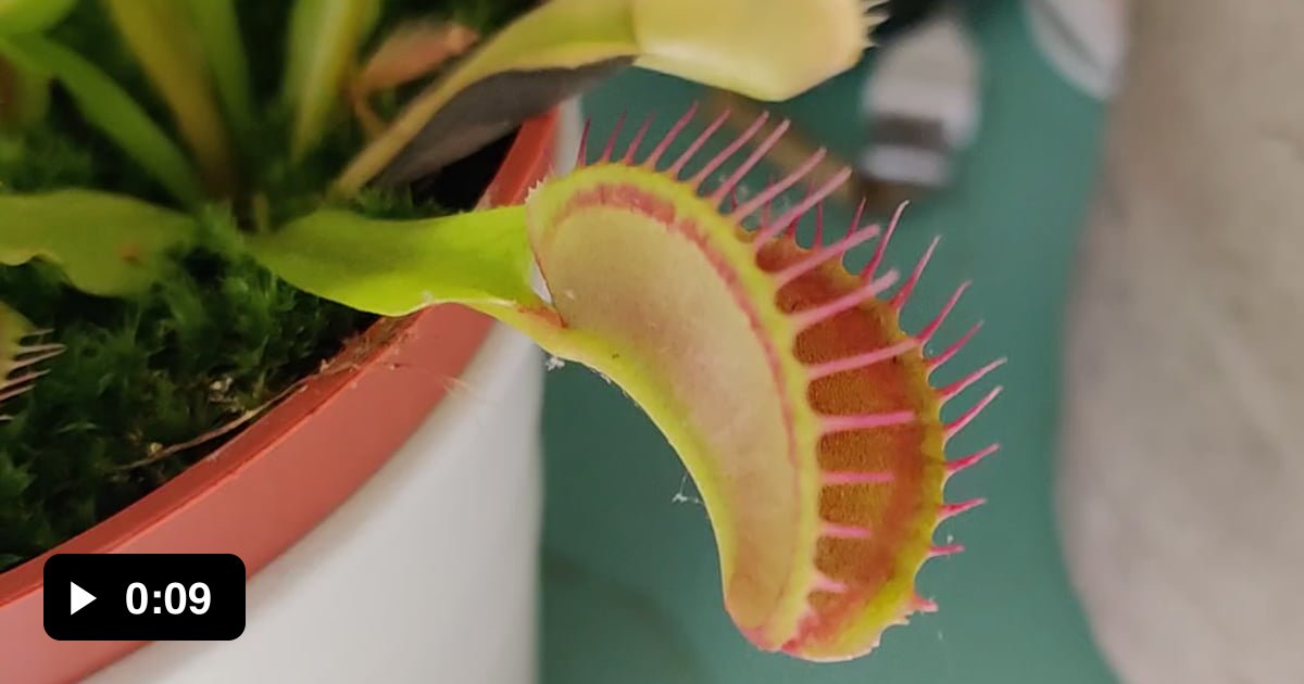 Carnivorous plants are useless... - 9GAG