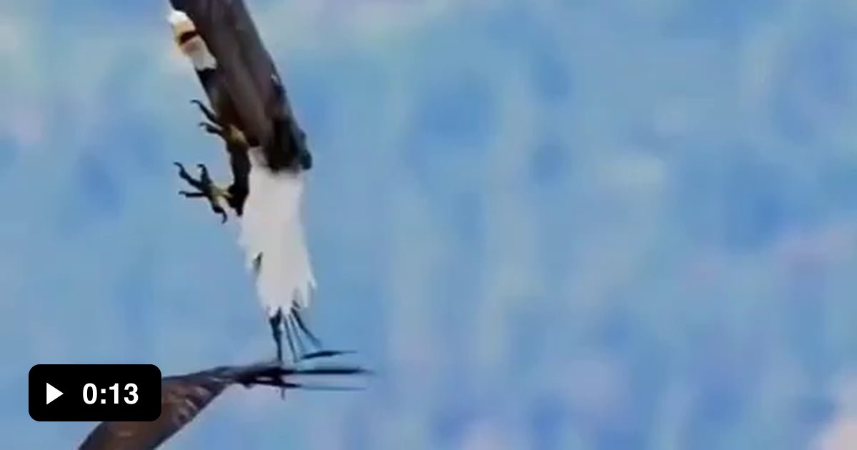 Waltz of the Eagles - 9GAG