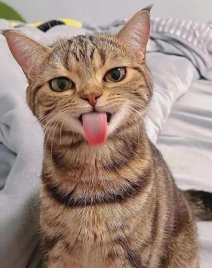 Lick lickitty cat - 9GAG