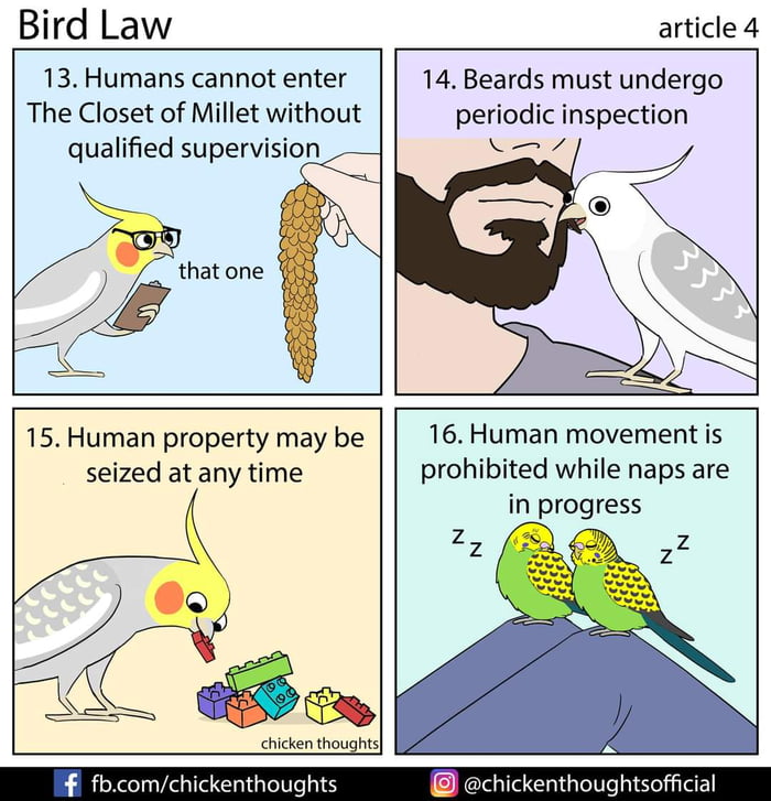 Bird Law part4 - 9GAG