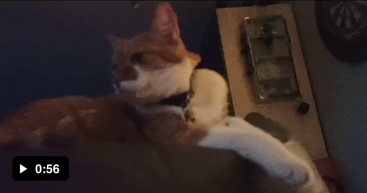 Wiggle the paws. - 9GAG