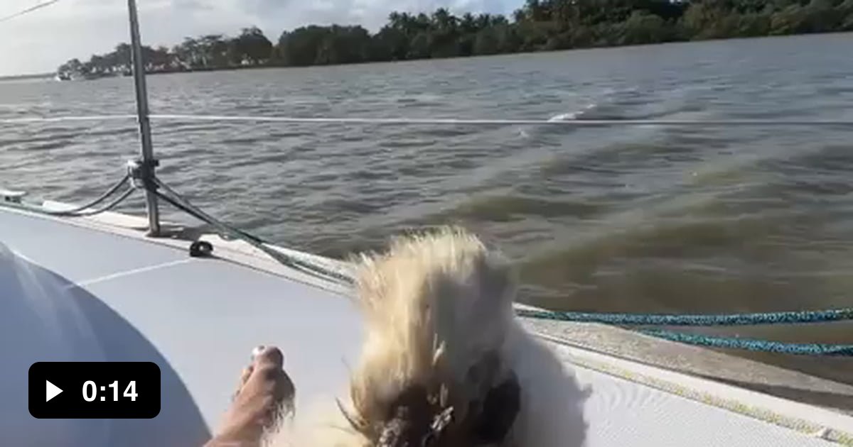 Funny Sailing Chicken - Eating Watermlon 😂 - 9GAG