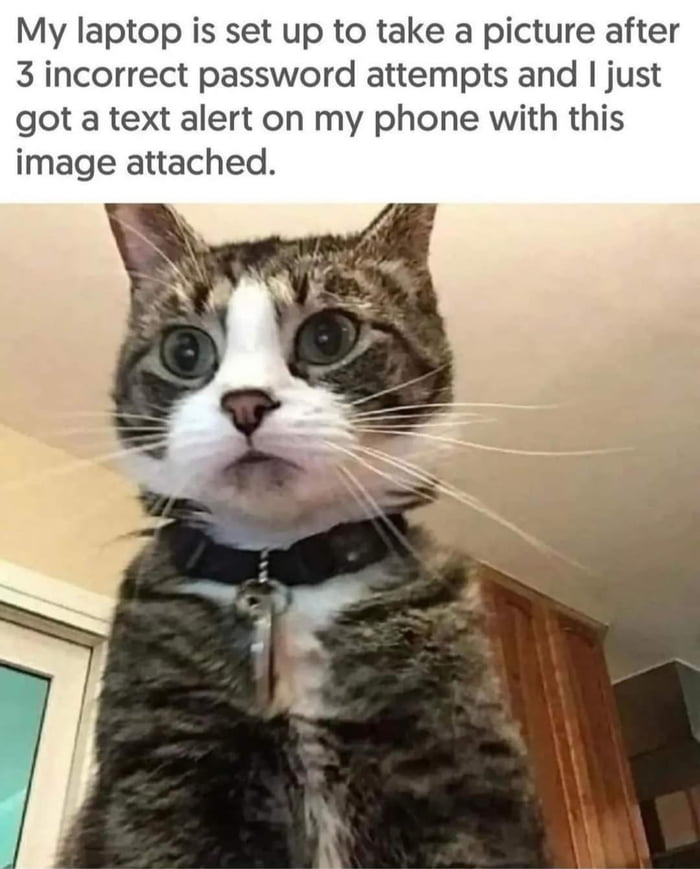 Naughty Cat 😂 9gag