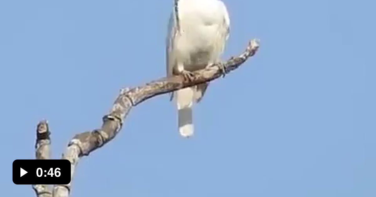 The White Bellbird (Procnias albus) makes the loudest call ever ...