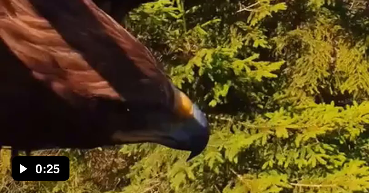 The great golden eagle - 9GAG