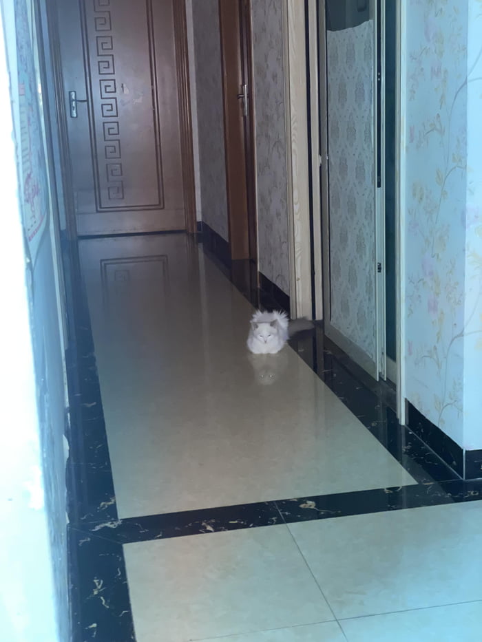 So smol, so floof - 9GAG