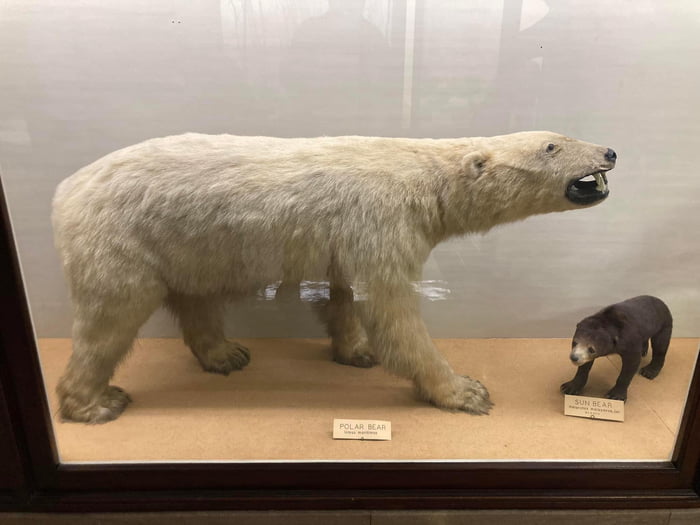 The largest bear species next to the smallest. The polar bear and the ...