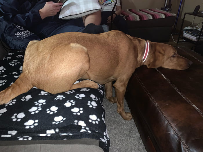 A perfectly executed dog bridge - 9GAG