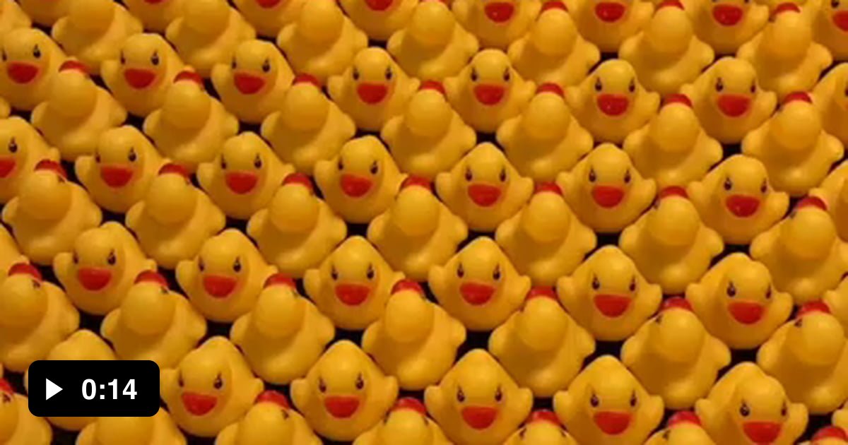 Get your ducks in a row - 9GAG
