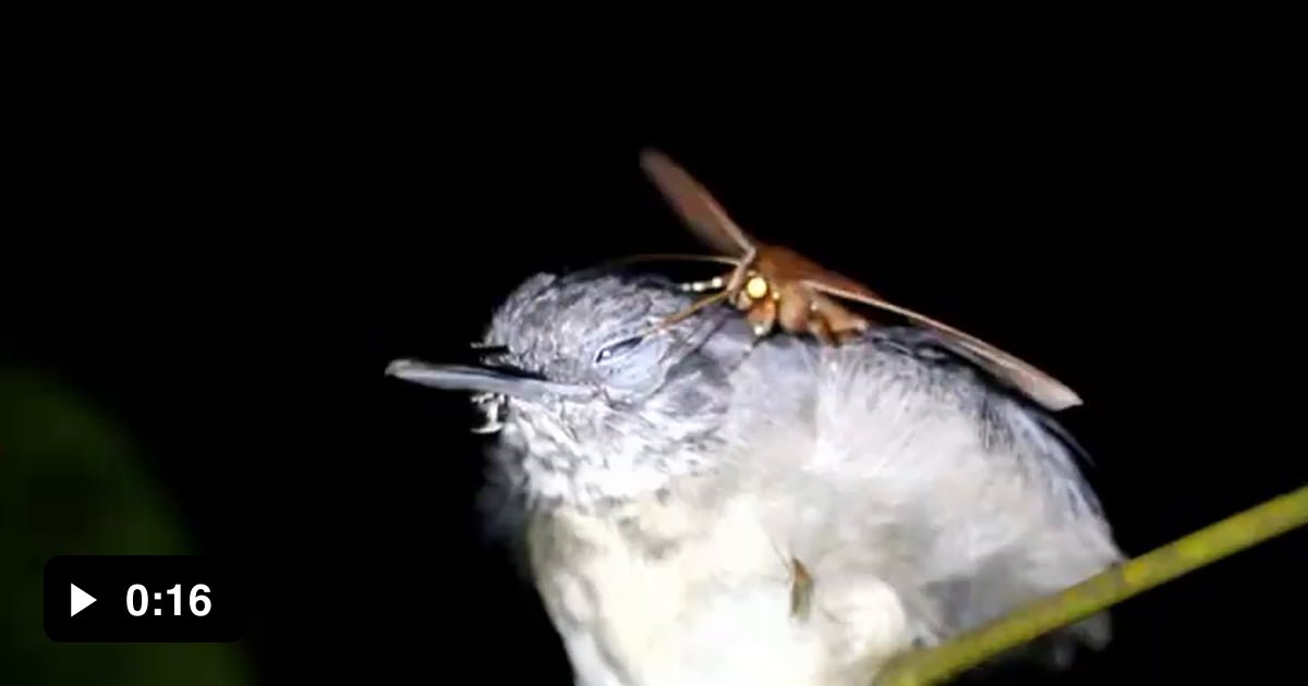 Erebid moth drinks tears from bird's eye to acquire sodium and proteins ...