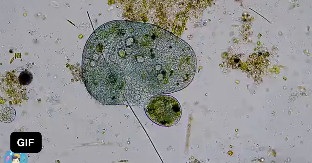 Cell explodes after getting bitten by another single-celled organism - 9GAG