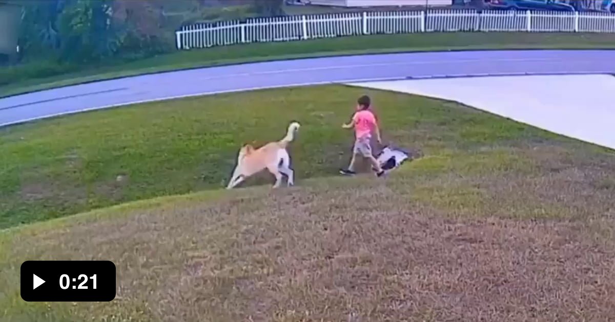 The best vs the worse DOGE. - 9GAG