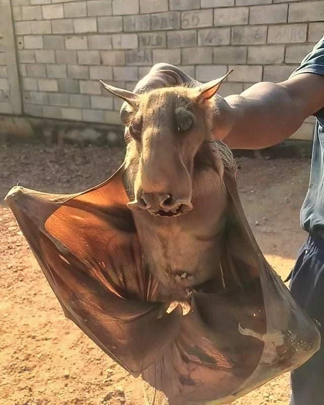 The Hammerhead Bat - 9GAG