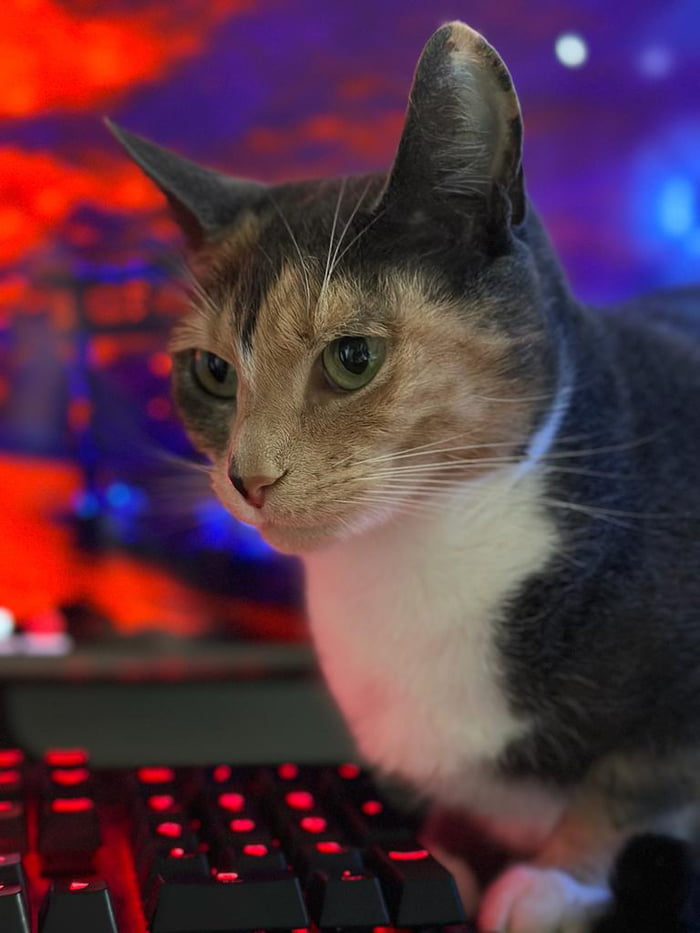Professional gamer cat! - 9GAG