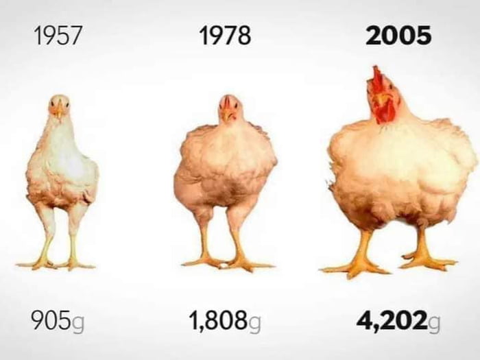 This is how the chicken has increased in weight in the last half ...