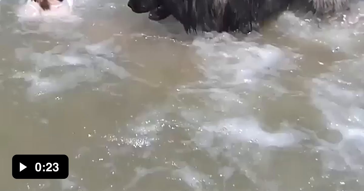 AMAZING dog rescues little girl from ocean. - 9GAG