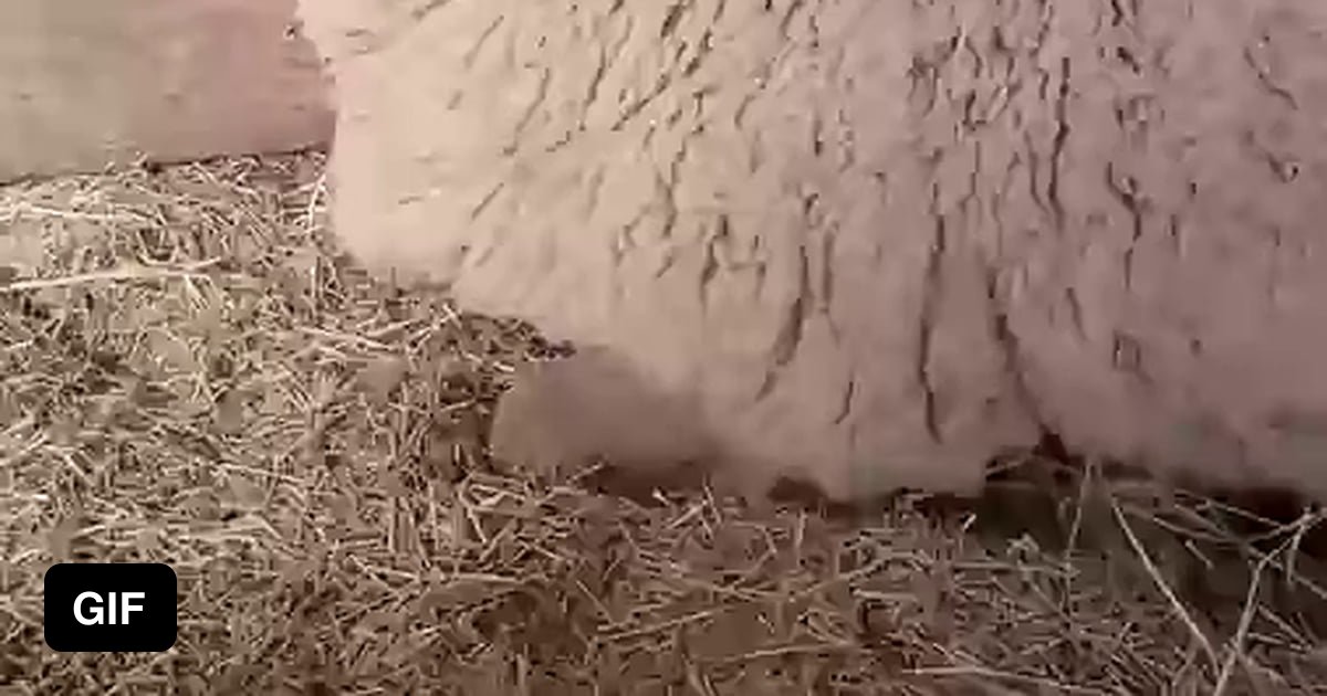 Cat Sheep - 9GAG