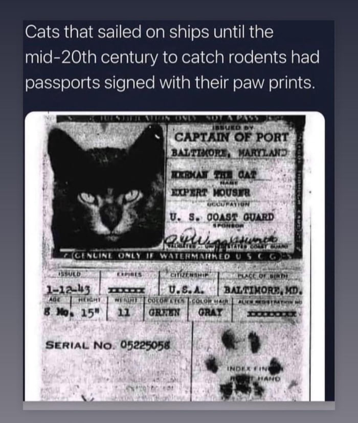 Back in the day, Cats had a job that allowed them to travel the world ...