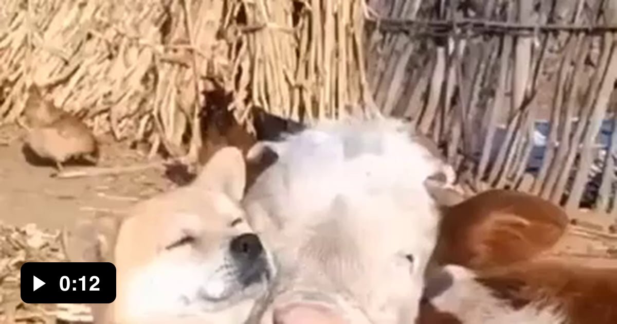 Sunbathe with BFF! - 9GAG