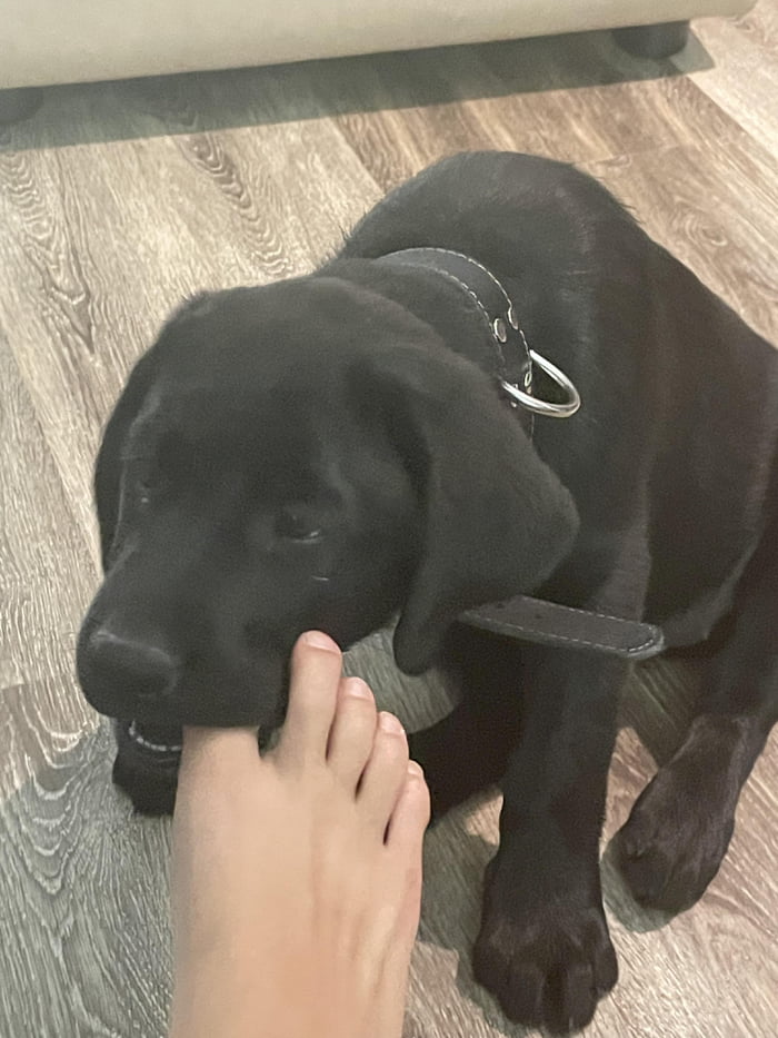 The continued saga of toe muncher. - 9GAG