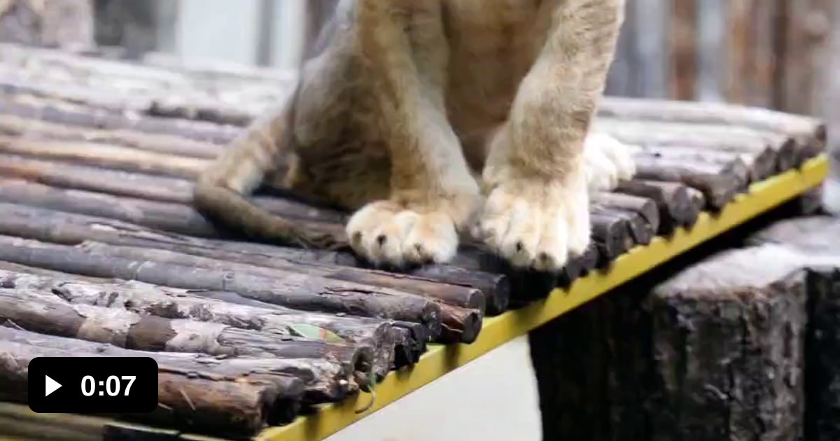 This roar sounds amazing - 9GAG