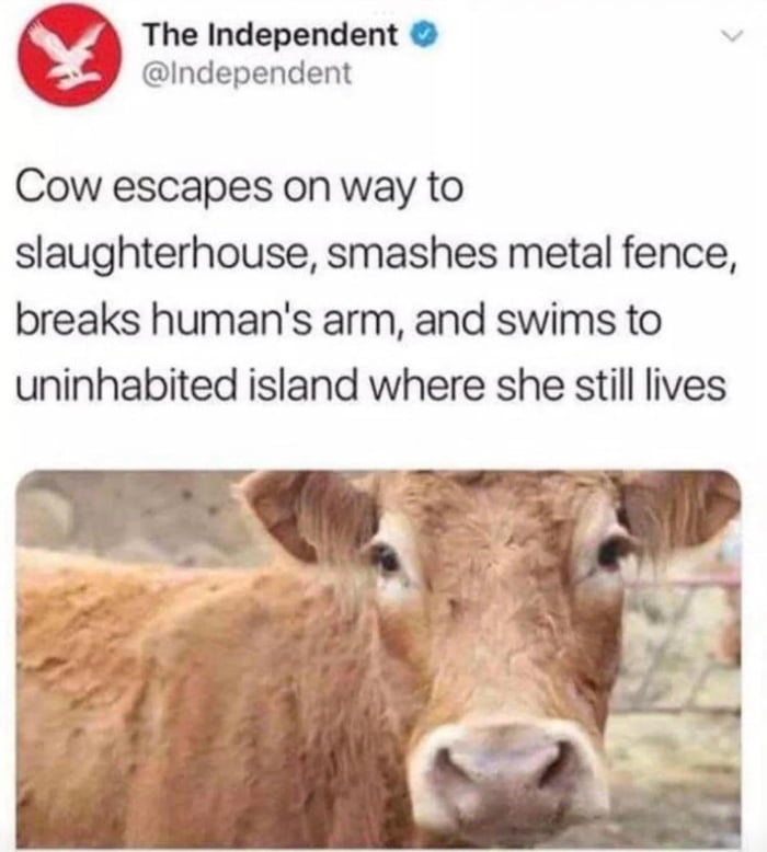 Warrior cow - 9GAG